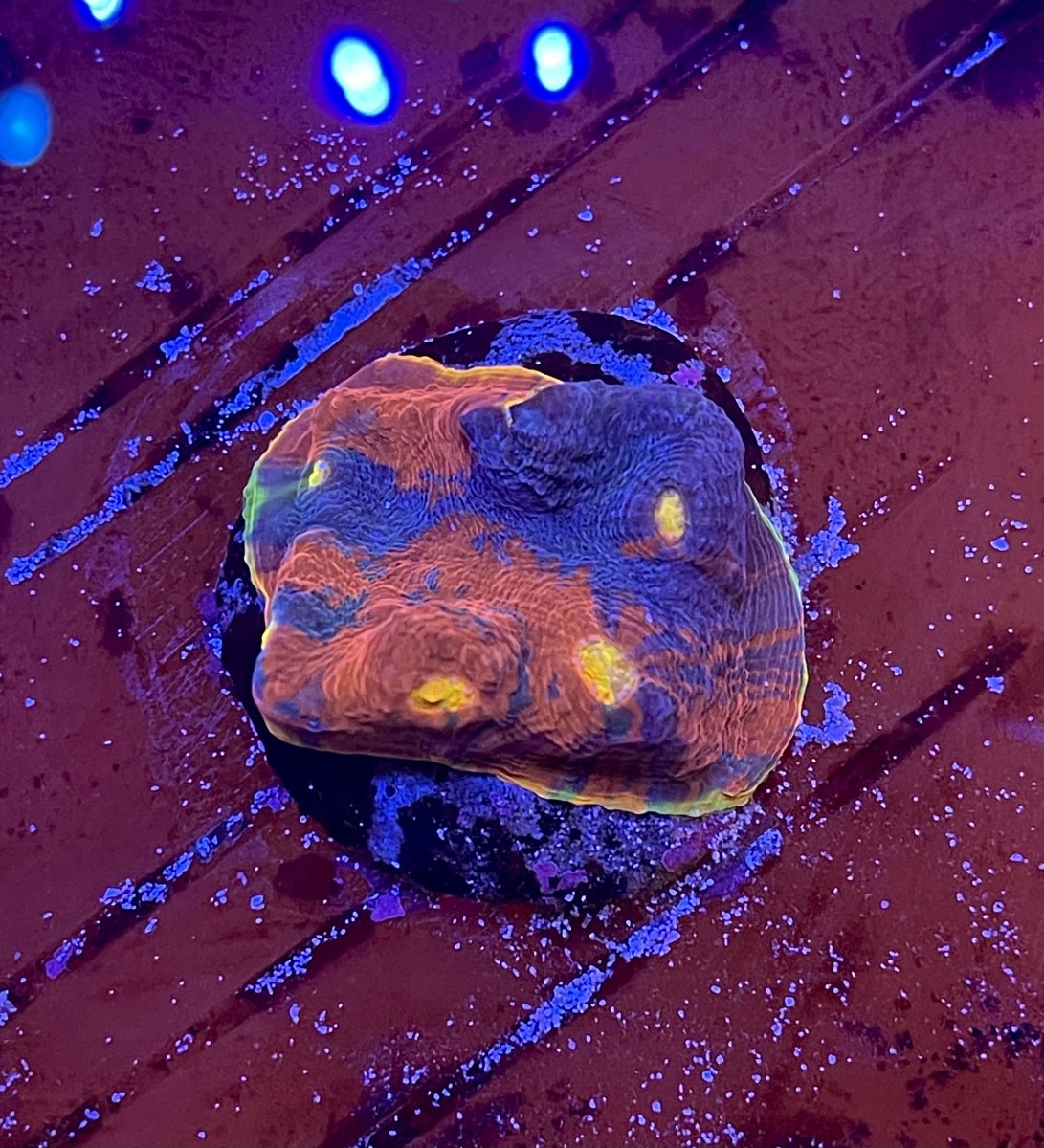 USA - WTB - Wwc Jelly Bean chalice | Reef2Reef