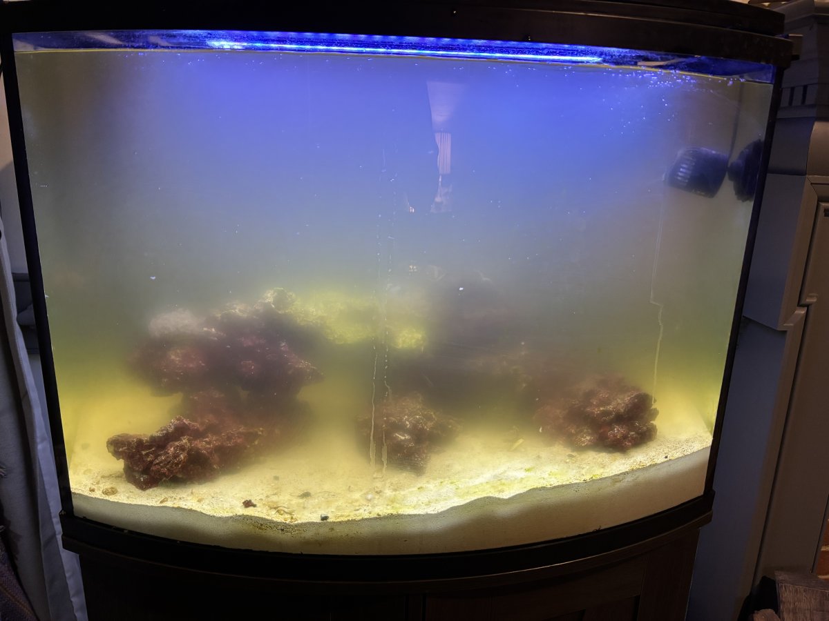Yellow/brown water | Reef2Reef