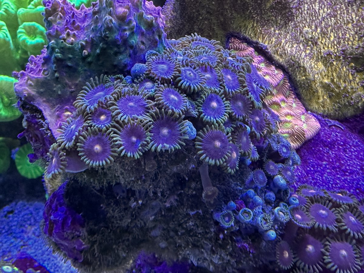 Zoa night | Reef2Reef
