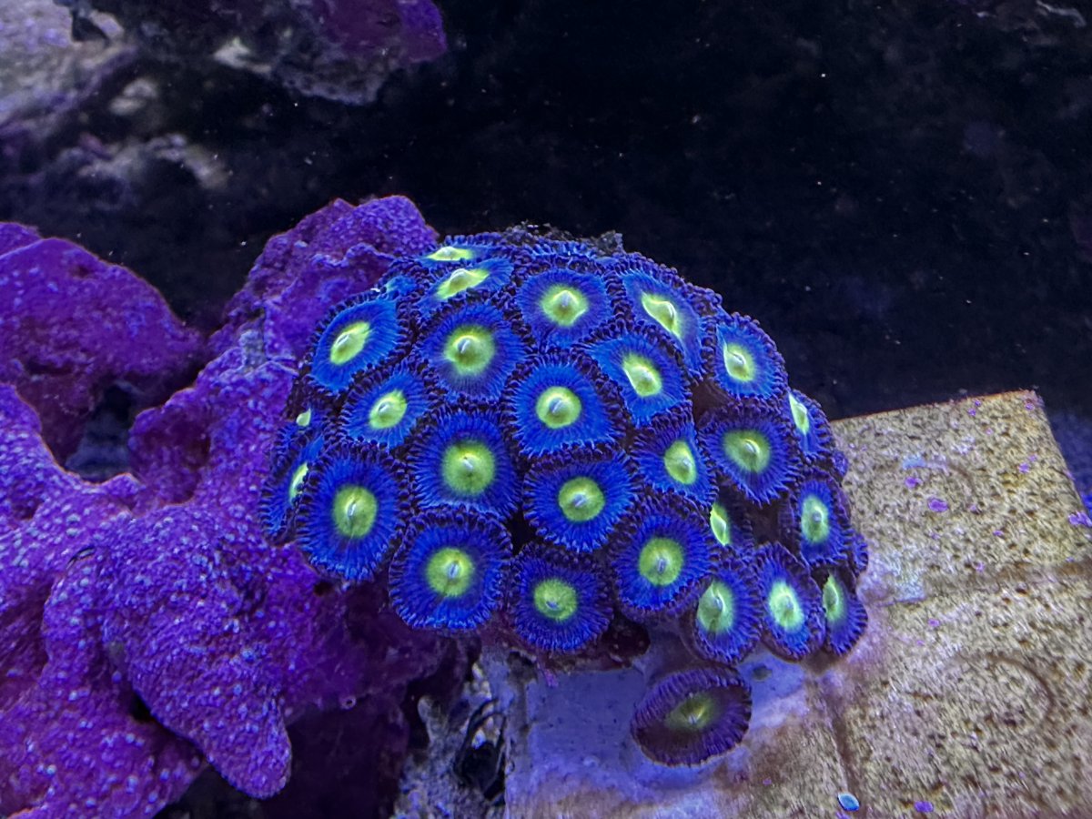 Zoa night | Reef2Reef