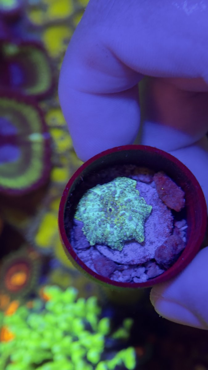 Virginia - Live Goods - SOLD - ULTRA High End BOUNCE mushroom pack (OG ...