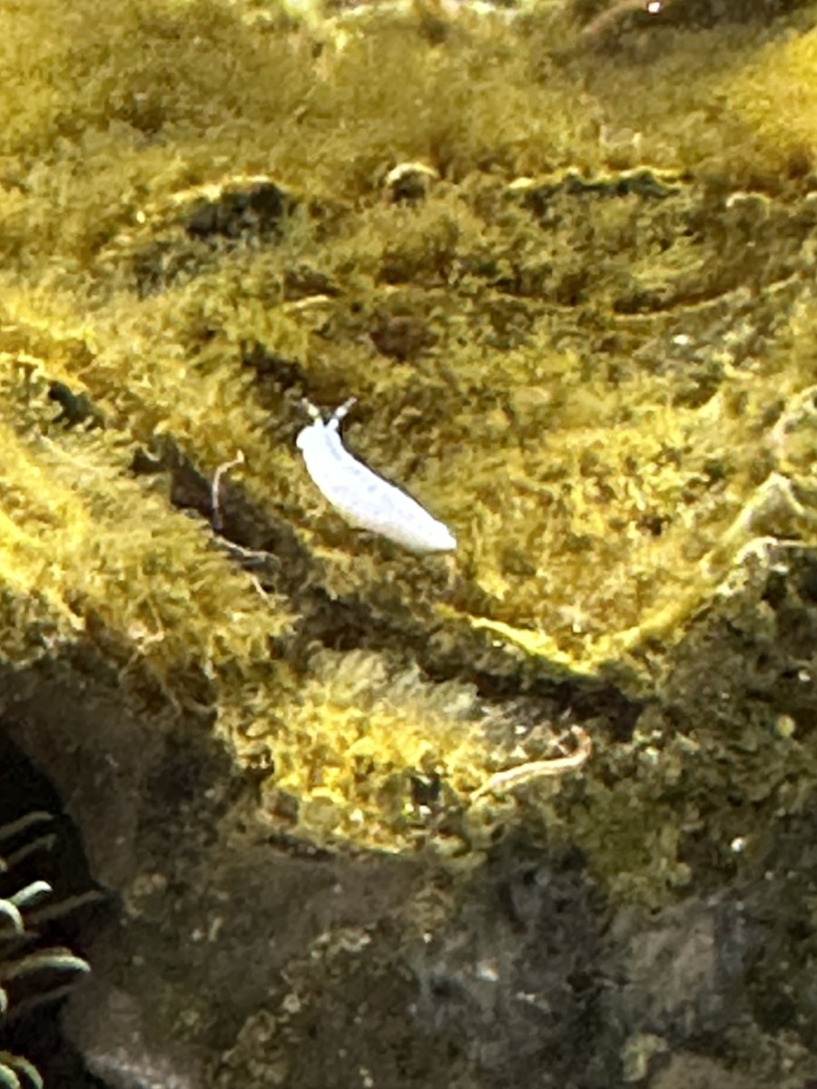 White “slug” | Reef2Reef