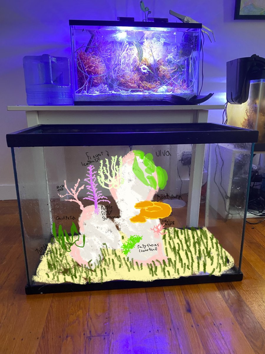 New 20g Tank plans- what do you think of the stocking?? | Reef2Reef