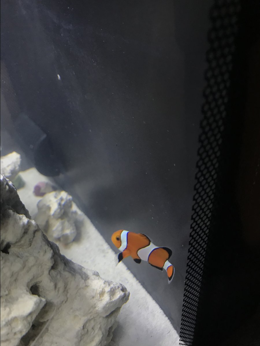 Clownfish VERY lethargic, swimming slowly, breathing heavy | Reef2Reef