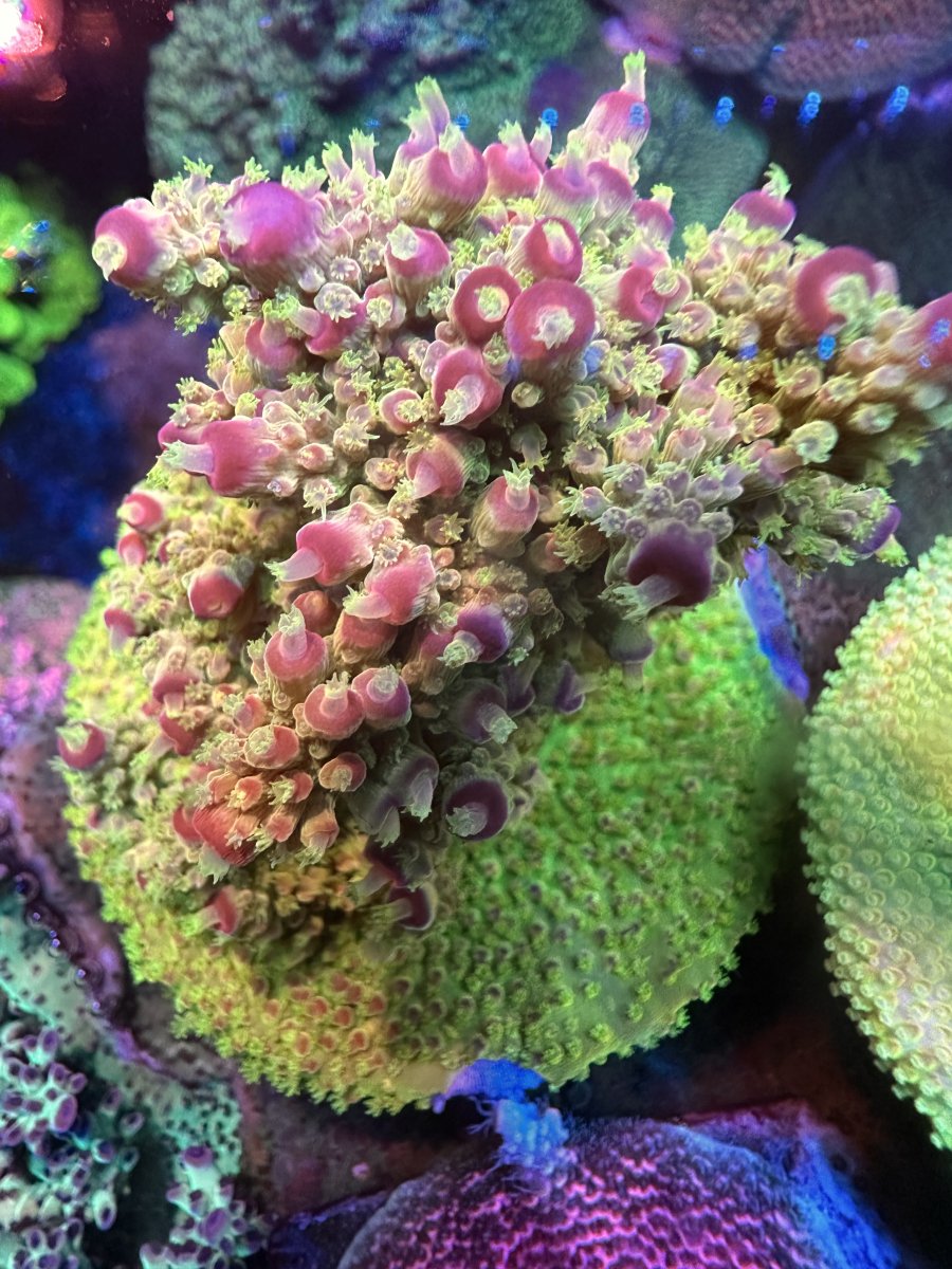 @Battlecorals Strawberry Fields(Forever) | Reef2Reef