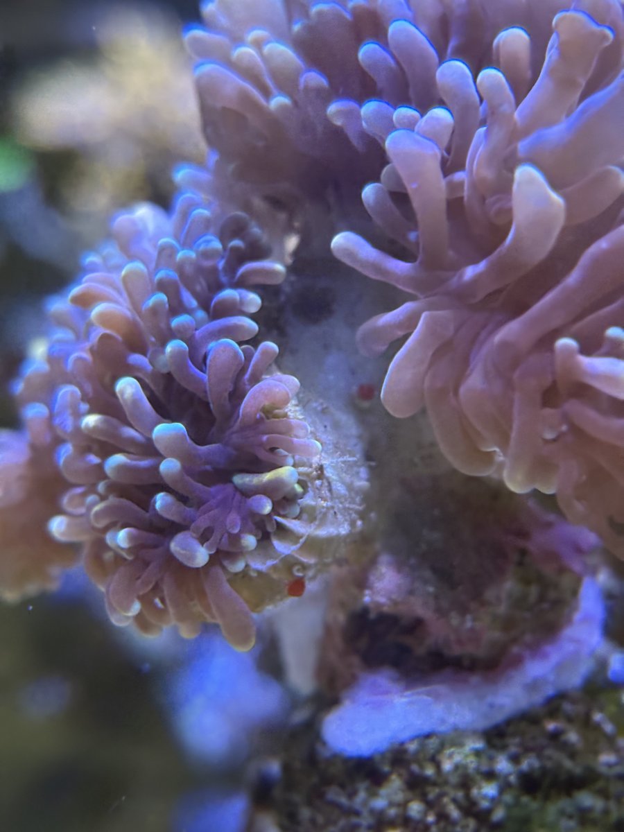 Red dots on torch skeleton | Reef2Reef