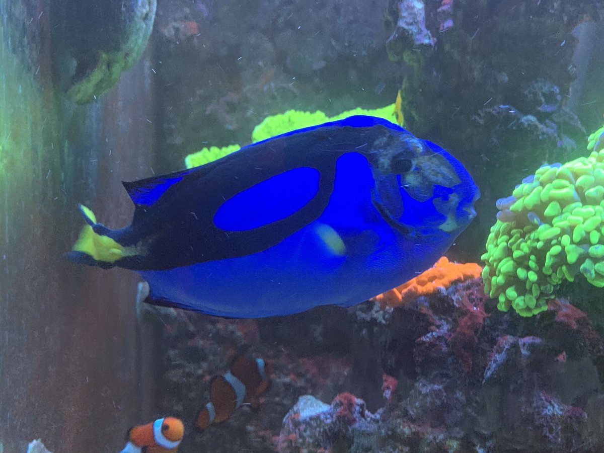 Hippo Tang HLLE Recovery progress from January 22 2022 - March 5 2022 ...