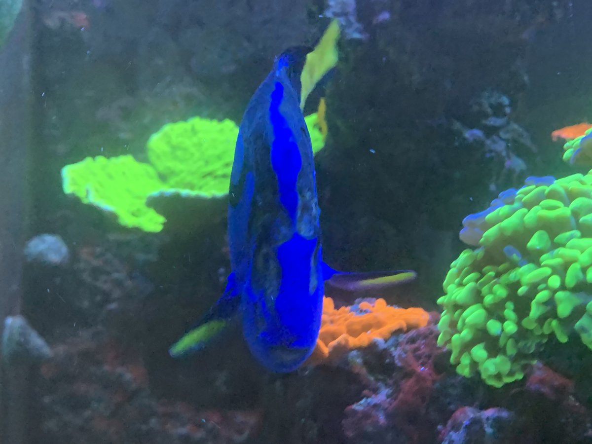 Hippo Tang HLLE Recovery progress from January 22 2022 - March 5 2022 ...