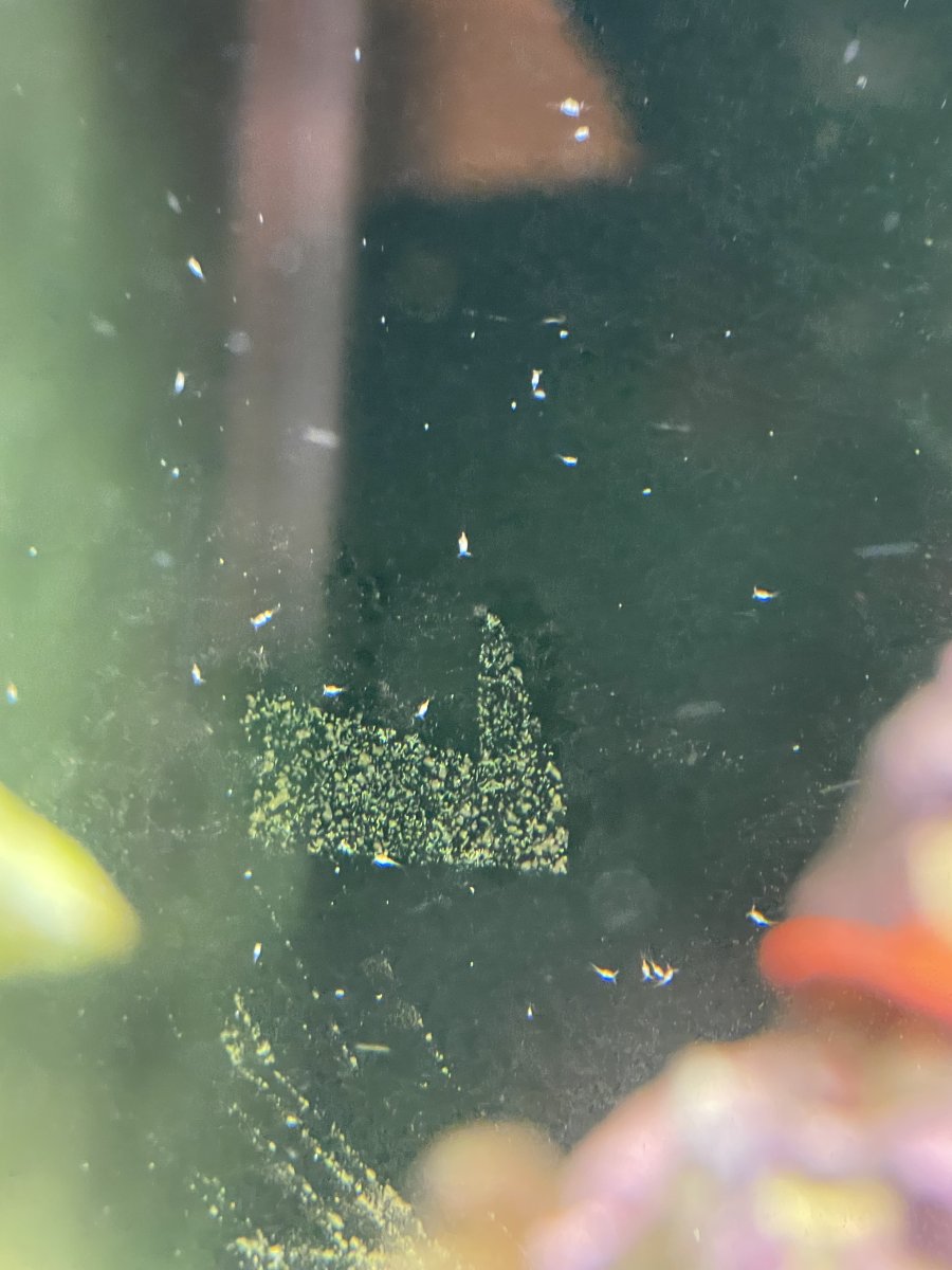Weird pods, worms, and hydroids? | Reef2Reef