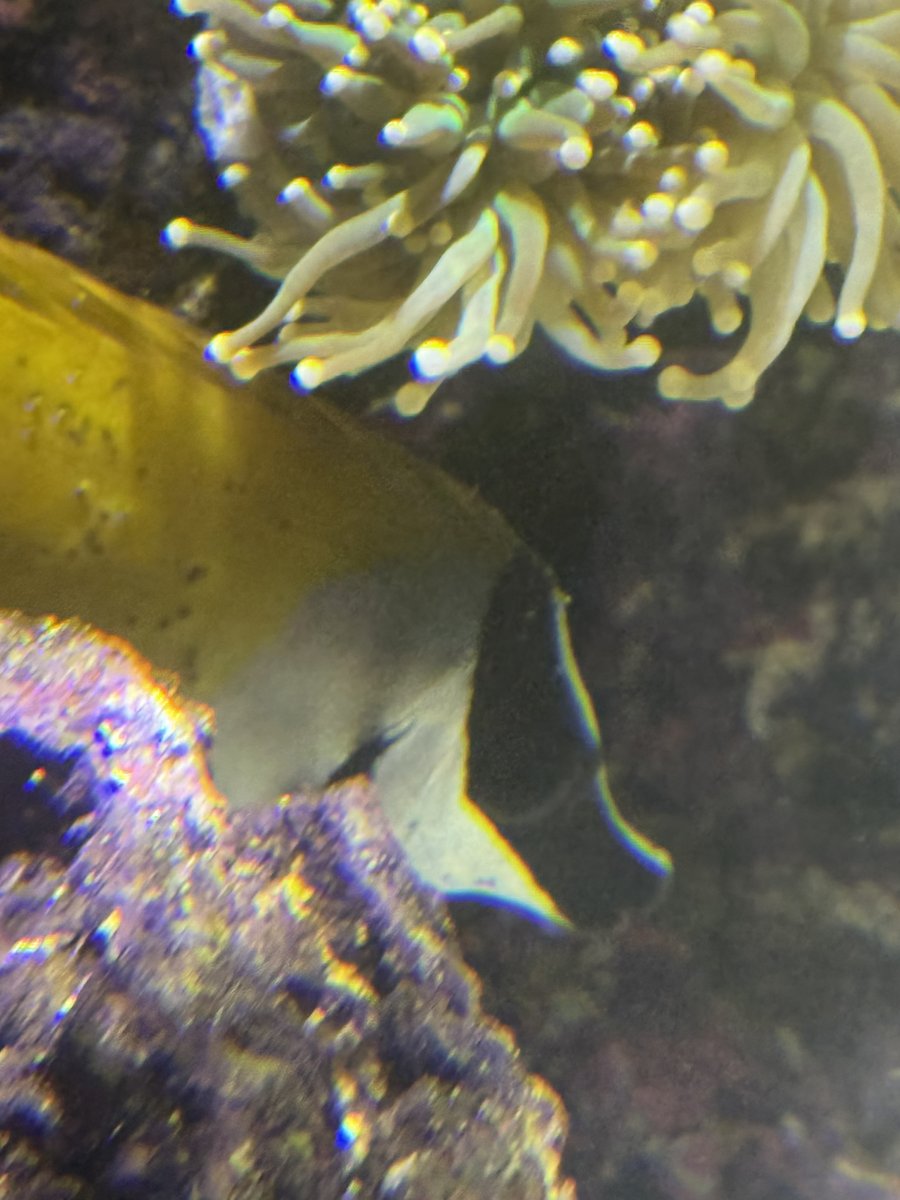 EMERGENCY - Could this be ich? and what are those black lesions | Reef2Reef