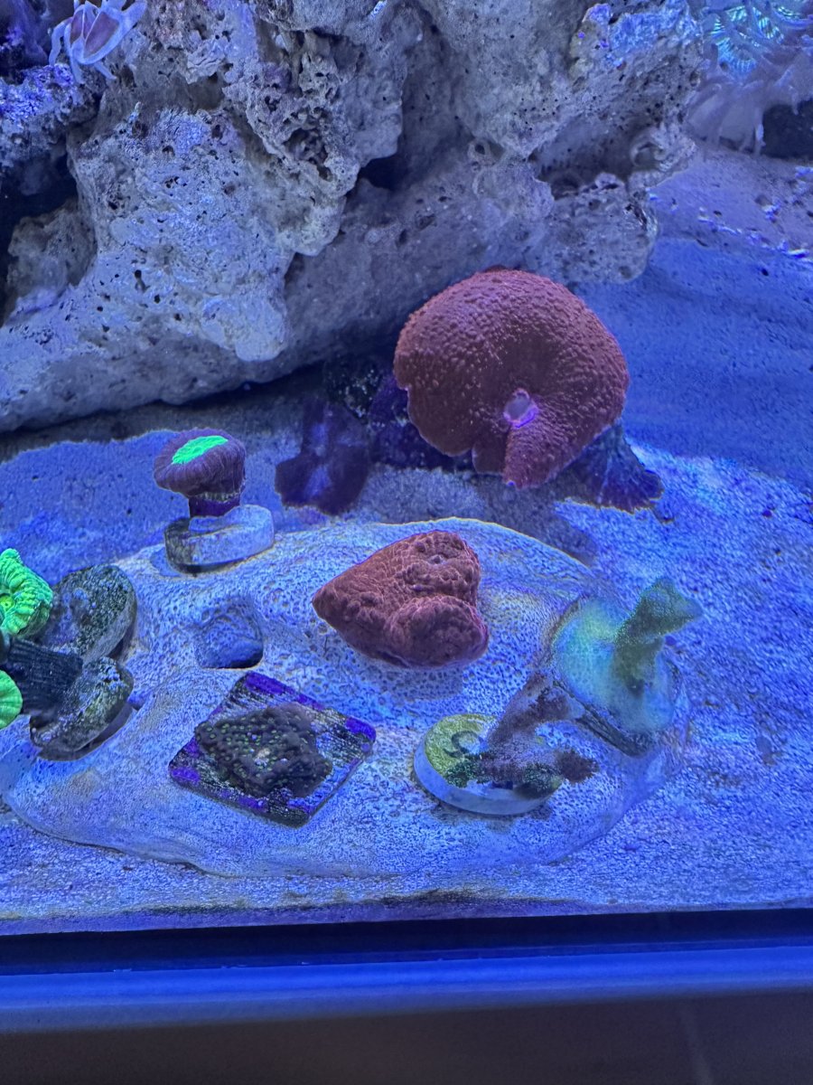 Please help ID this coral I got for free please? | Reef2Reef