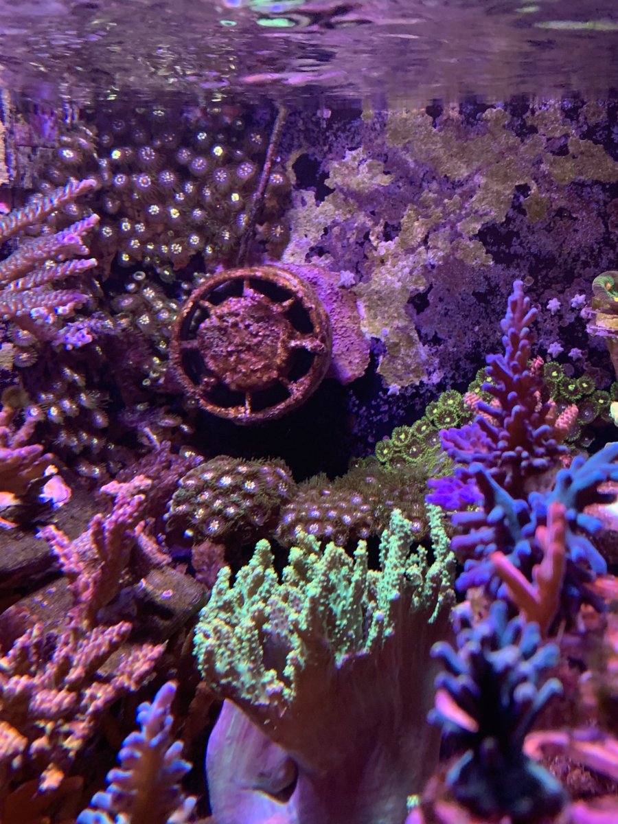 Do you clean your back glass? | Page 2 | Reef2Reef