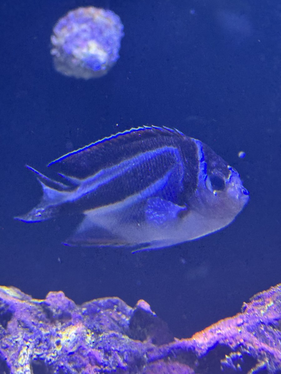 EMERGENCY - Could this be ich? and what are those black lesions | Reef2Reef