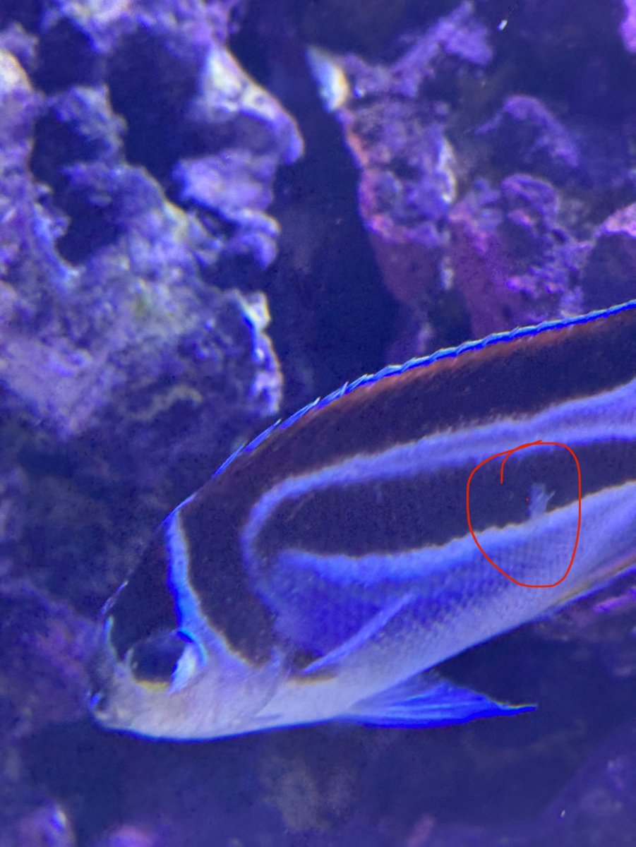 EMERGENCY - Could this be ich? and what are those black lesions | Reef2Reef