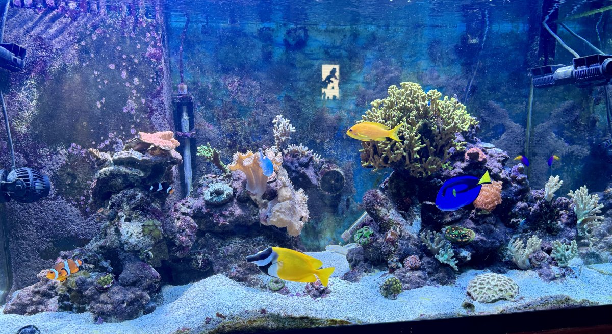 “Patchy” reef - Rock “islands” | Reef2Reef