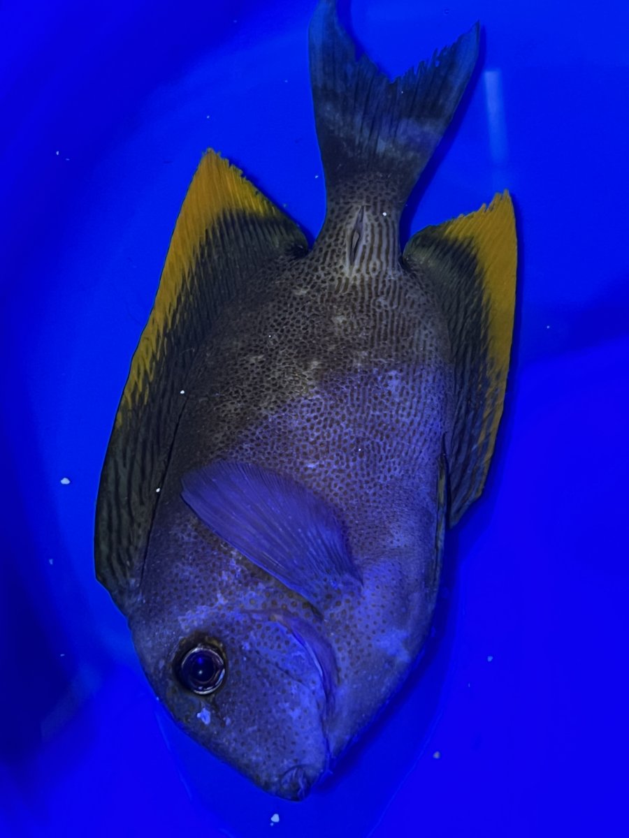 Tang died quickly today, help with I’d please | Reef2Reef