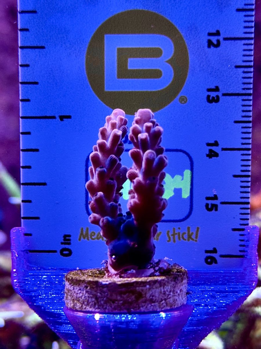 Spring Grow-Out Class 2 - Houdini Picture Entries - ☆☆ | Page 6 | Reef2Reef