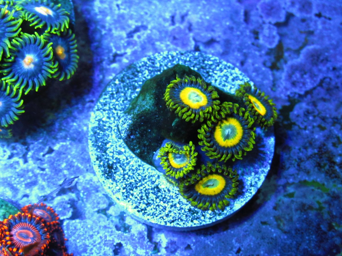 Pennsylvania - Zoa 10 Pack- Hallucinations/Utter Chaos/KH Sunburst ...