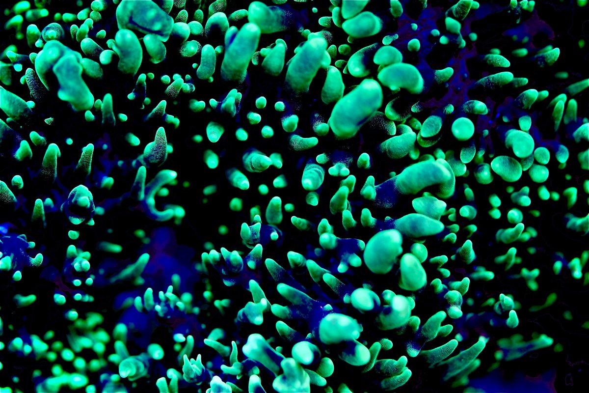 Coral Photography Macro Lens and New Porthole | Reef2Reef