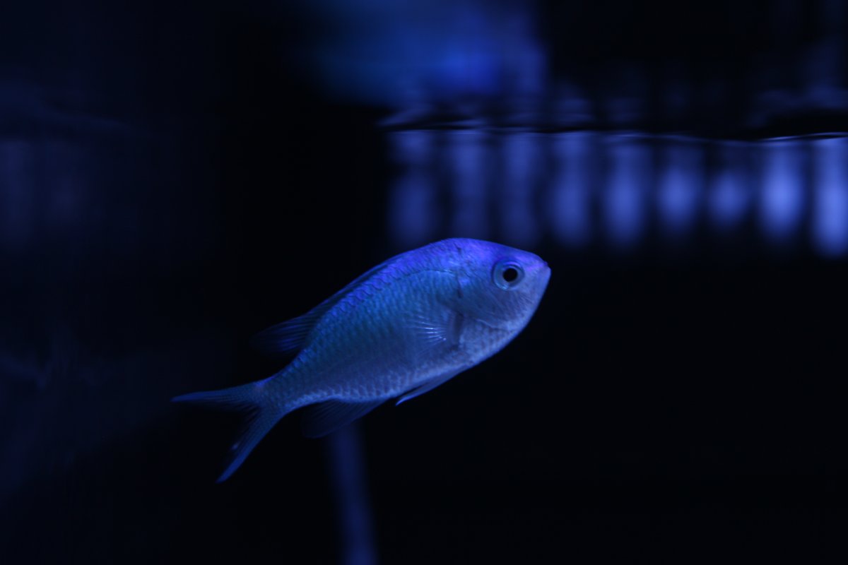 Chromis - Uronema? | Reef2Reef