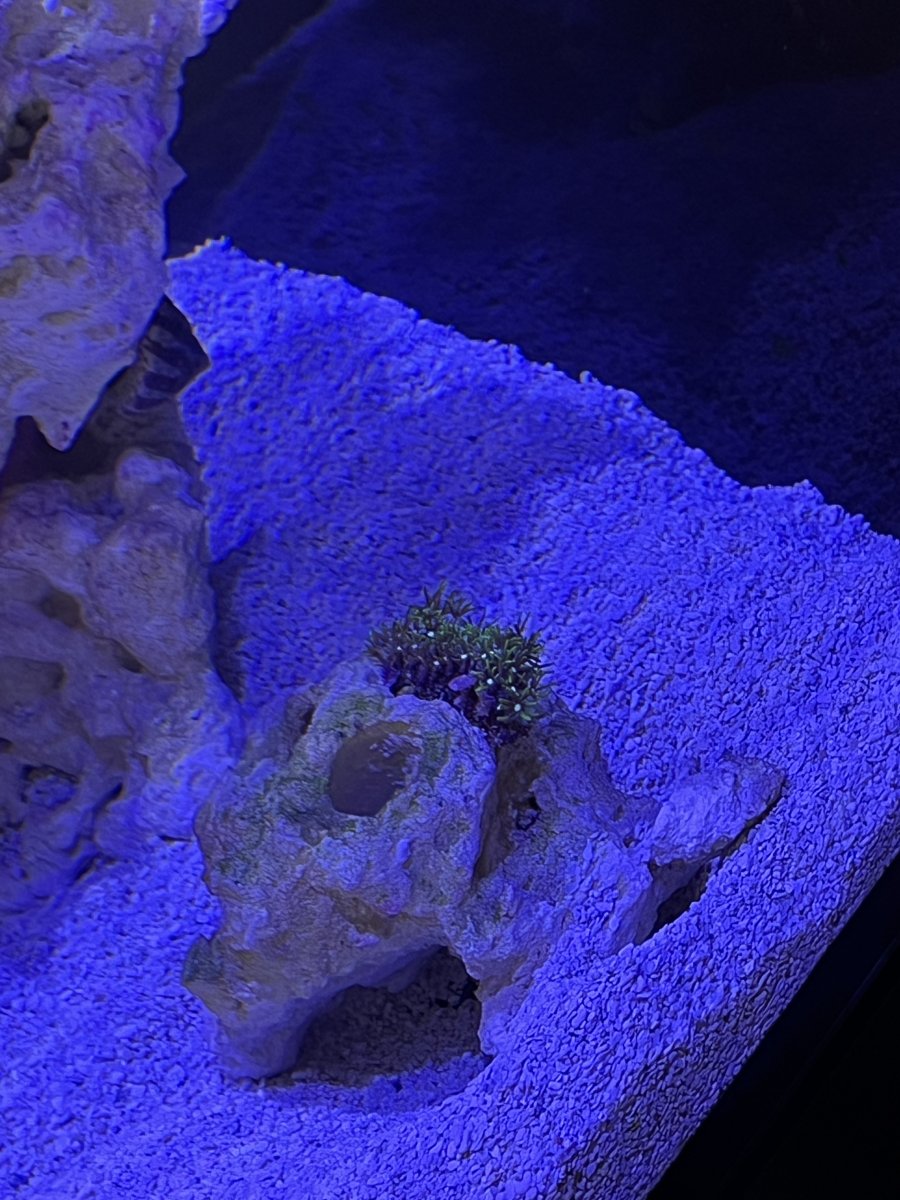 Nano Build - Nano noob build | Page 3 | Reef2Reef