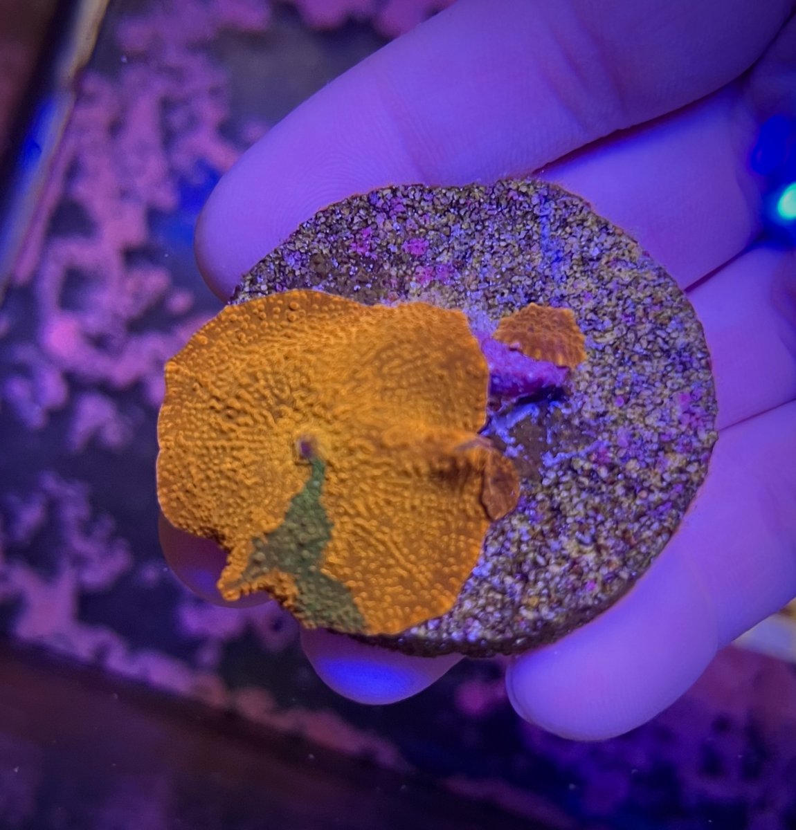 Texas - Live Goods - ASD HG torch, Hellfire torch, Candy Crush shrooms ...