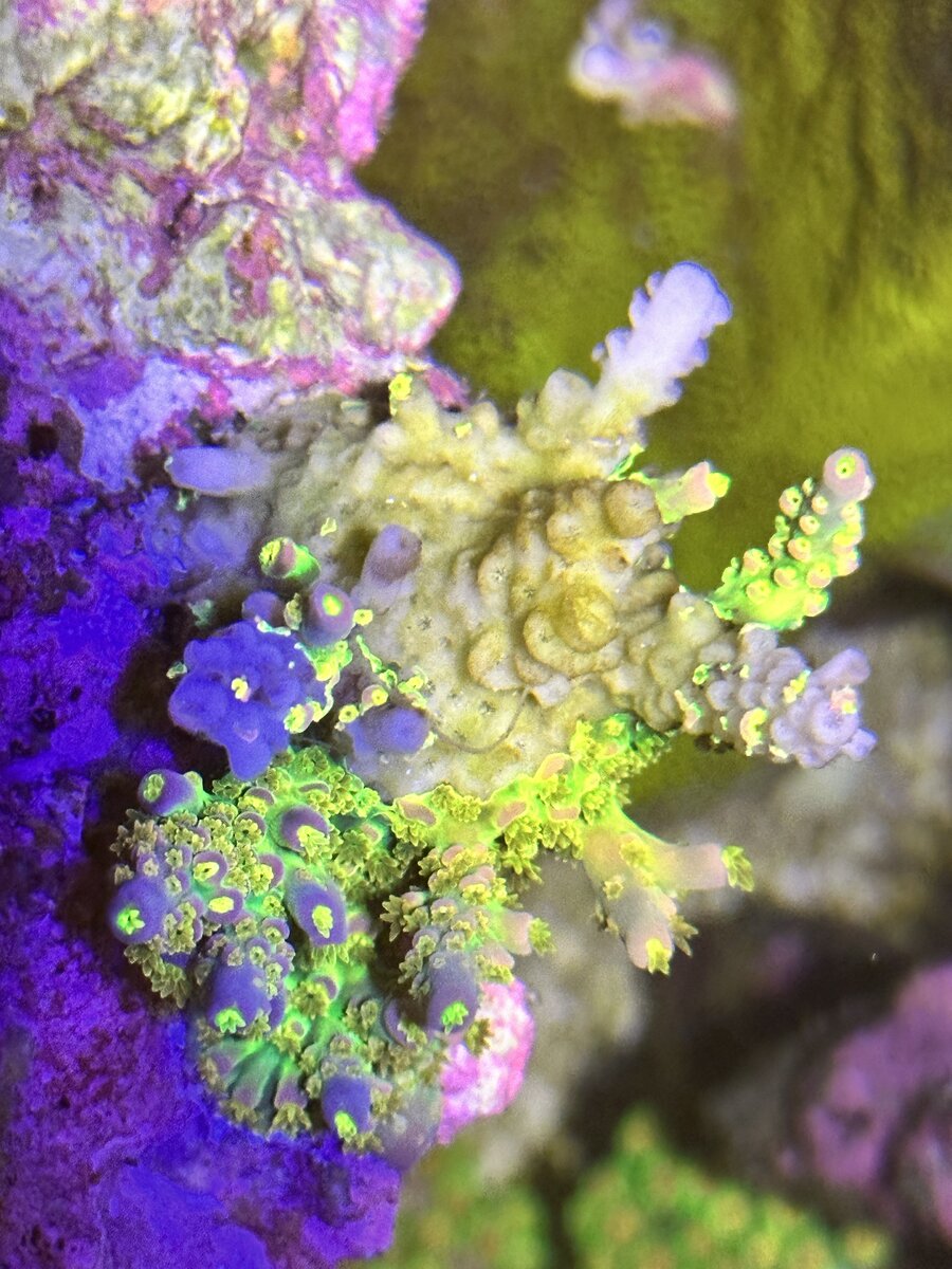 Half of Walt Disney acro dead | Reef2Reef