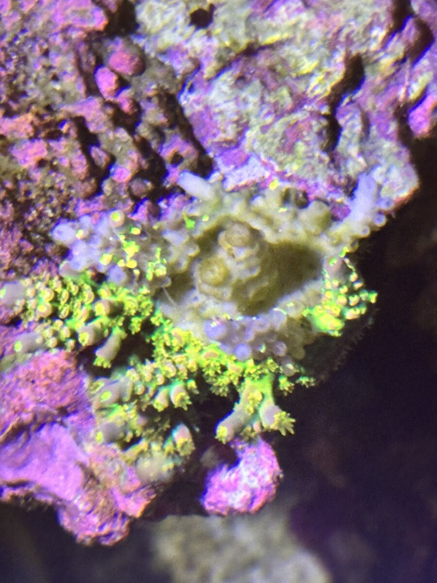 Half of Walt Disney acro dead | Reef2Reef