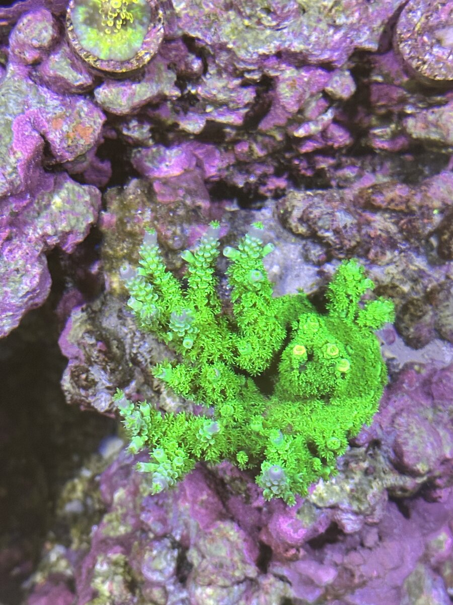 Half of Walt Disney acro dead | Reef2Reef