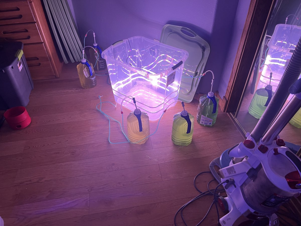 IS IT WORTH IT TO CULTURE YOUR OWN PODS | Reef2Reef