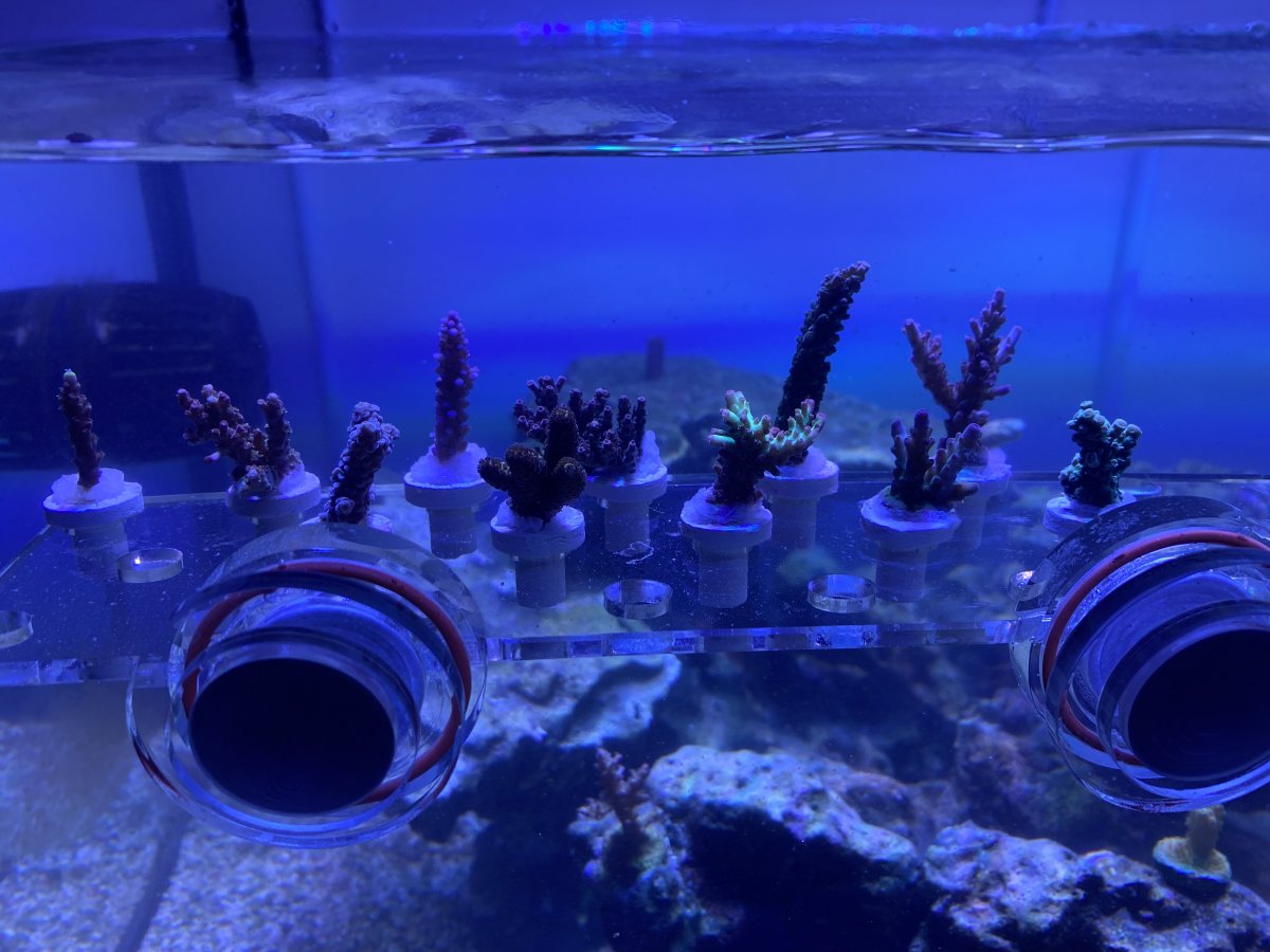 Build Thread - My 90g reef savvy tank - restart 2021 | Reef2Reef