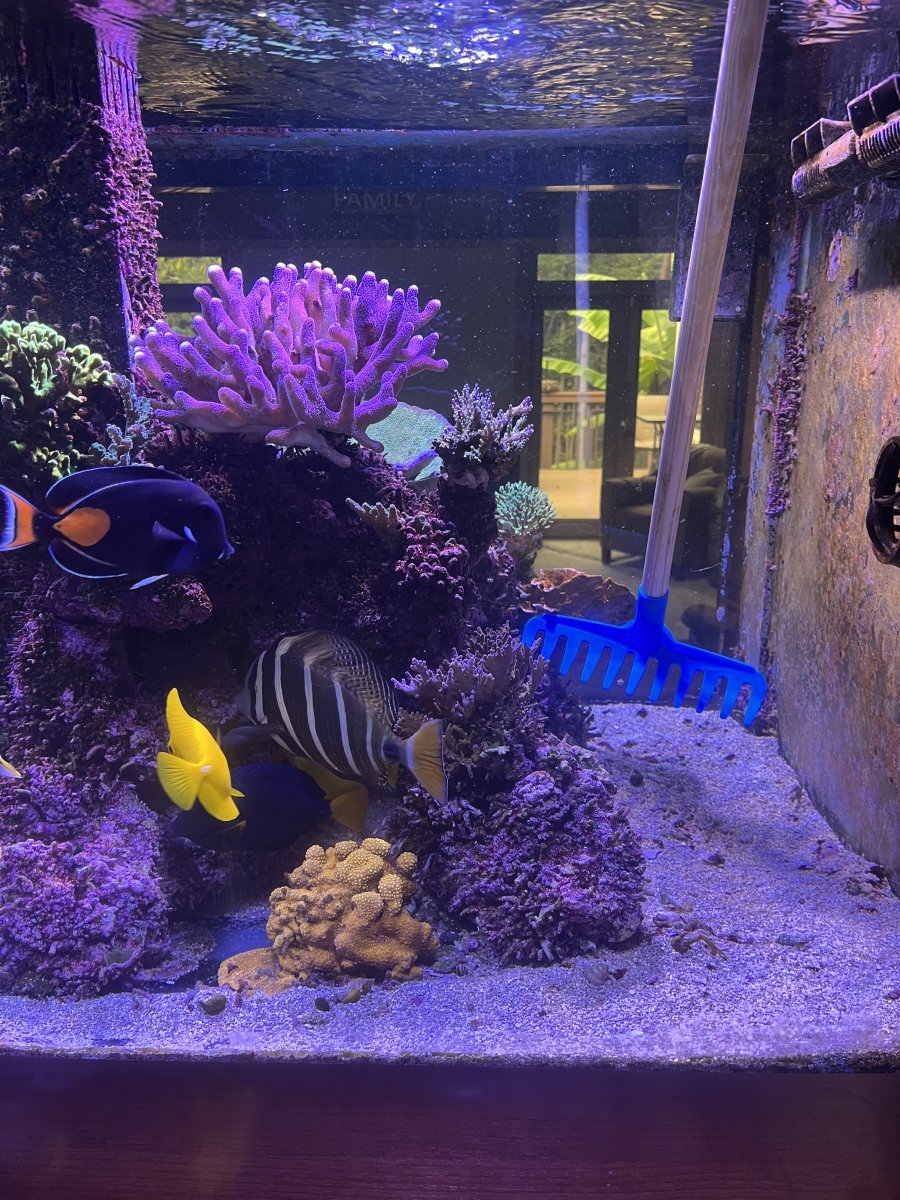 Disturb you sand or don't ? I have a kids play rake in my reef | Reef2Reef
