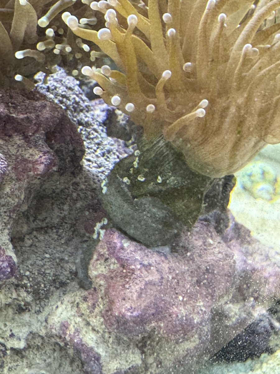 White “things” on my torch skeleton | Reef2Reef