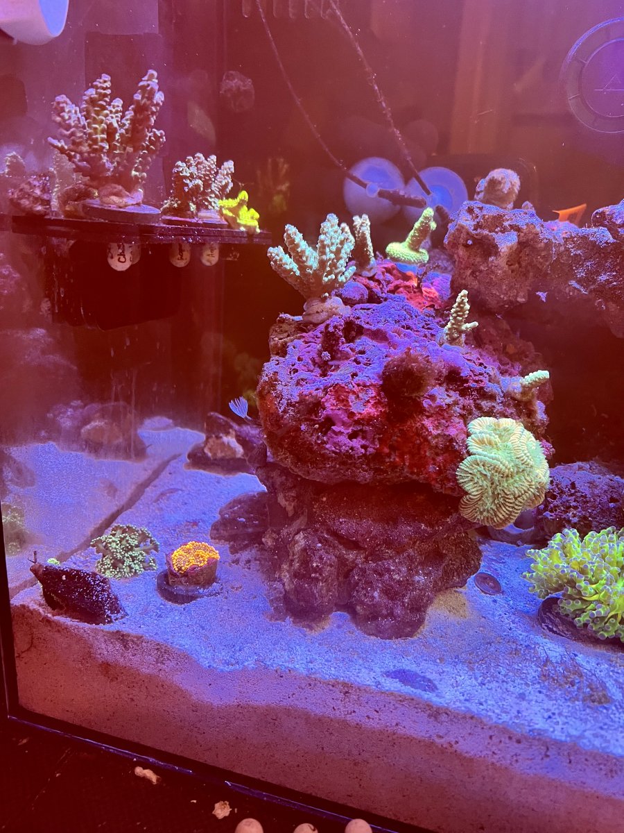 QUESTION OF THE DAY - The best corals for a nano tank! What corals do ...