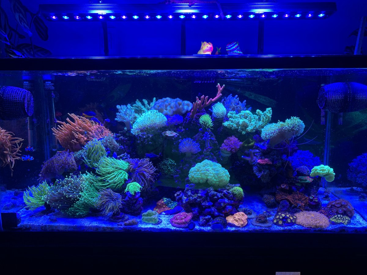 Setting up a 40g breeder reef tank.. Which filter | Reef2Reef
