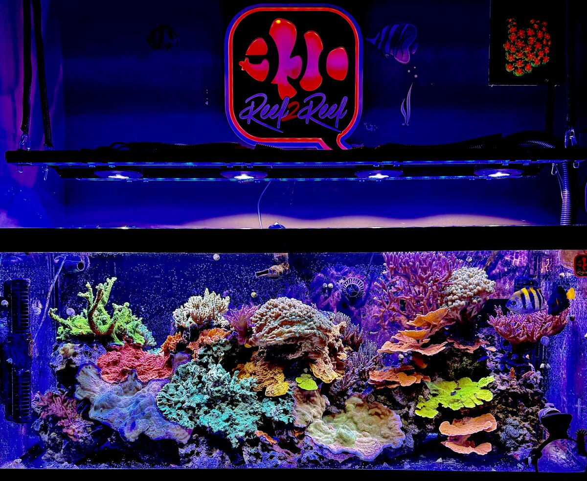 REEF OF THE MONTH NOVEMBER 2025 - Reefer Matt’s Amazing SPS Journey ...