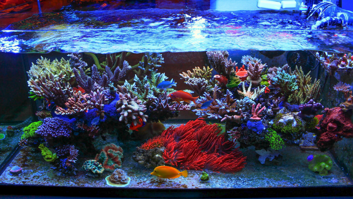 WTT acro pack for your WD/OP or high end sps | Reef2Reef