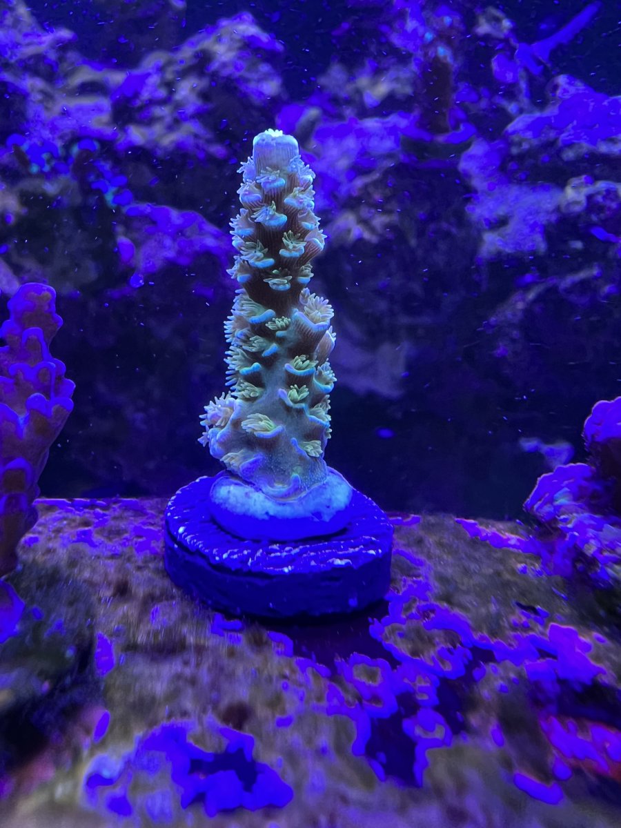 Walt Disney Acro Help | Page 2 | Reef2Reef