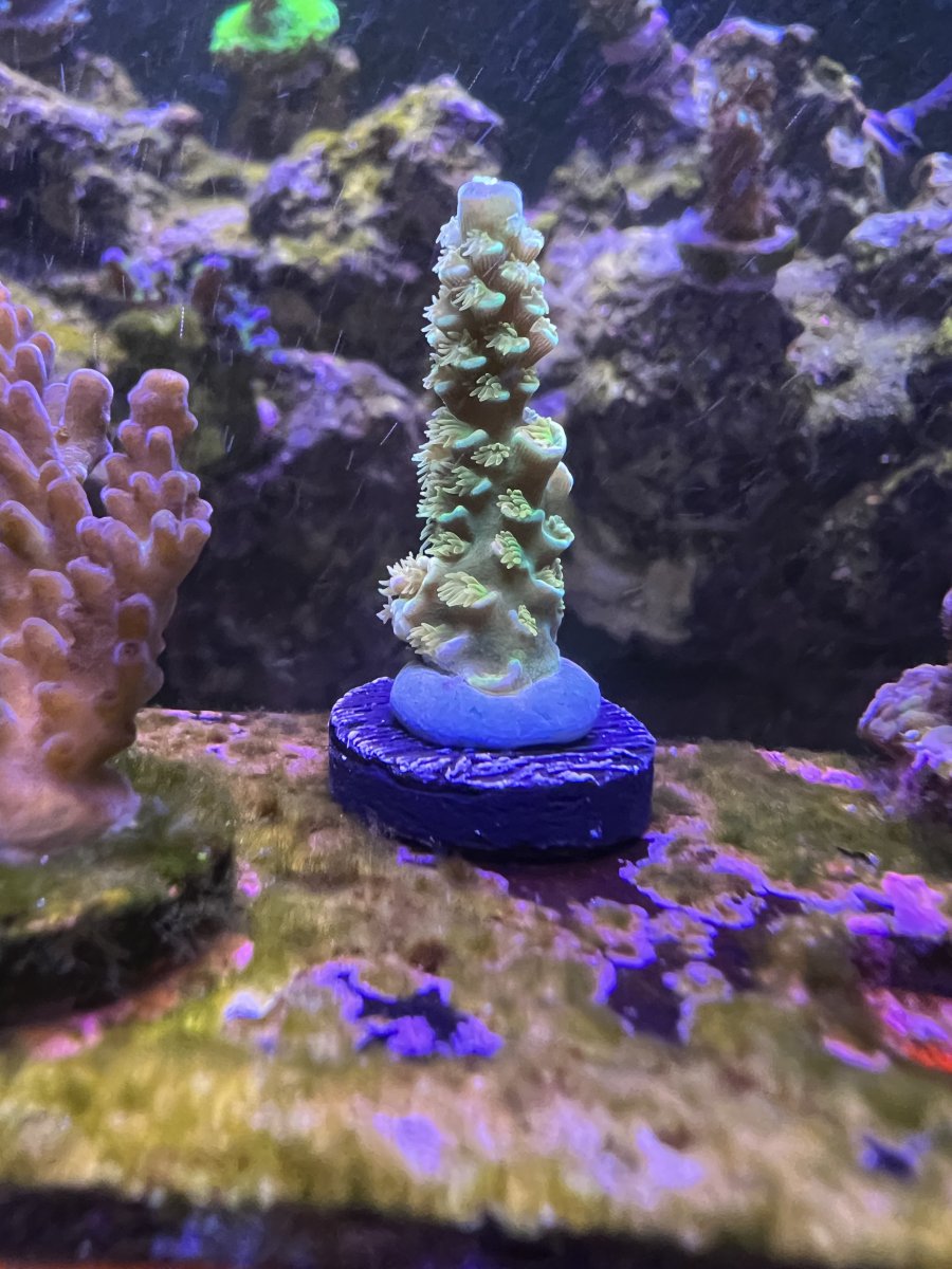 Walt Disney Acro Help | Page 2 | Reef2Reef