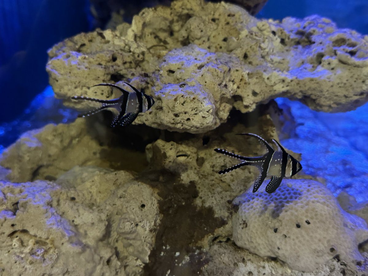 Bangai cardinal white stringy poop | Reef2Reef