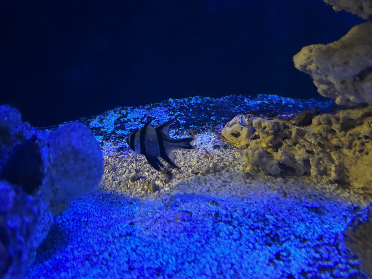 Bangai cardinal white stringy poop | Reef2Reef