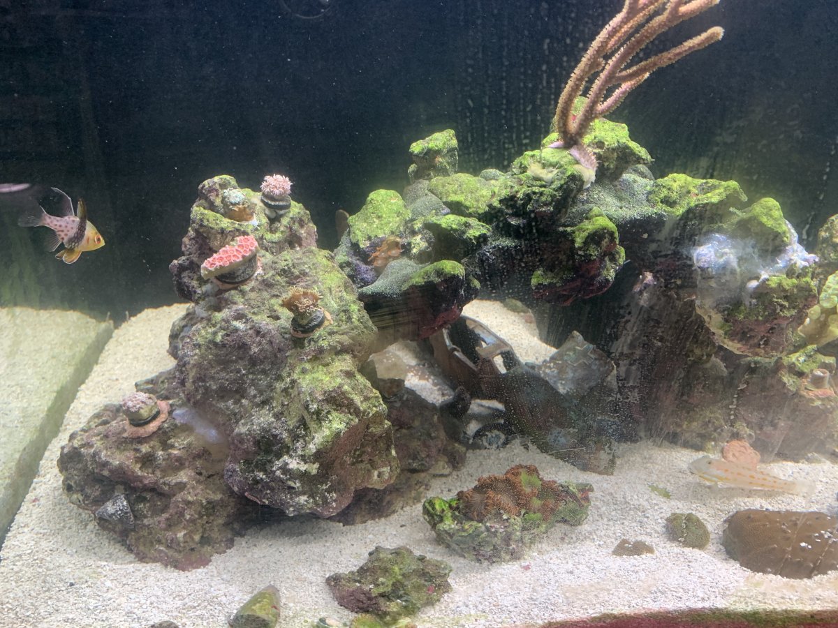 Raise base rock | Reef2Reef