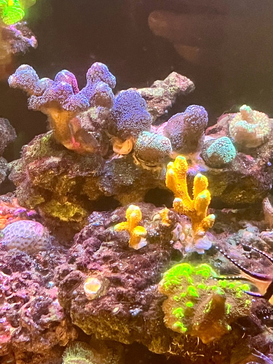 Easy sps | Reef2Reef