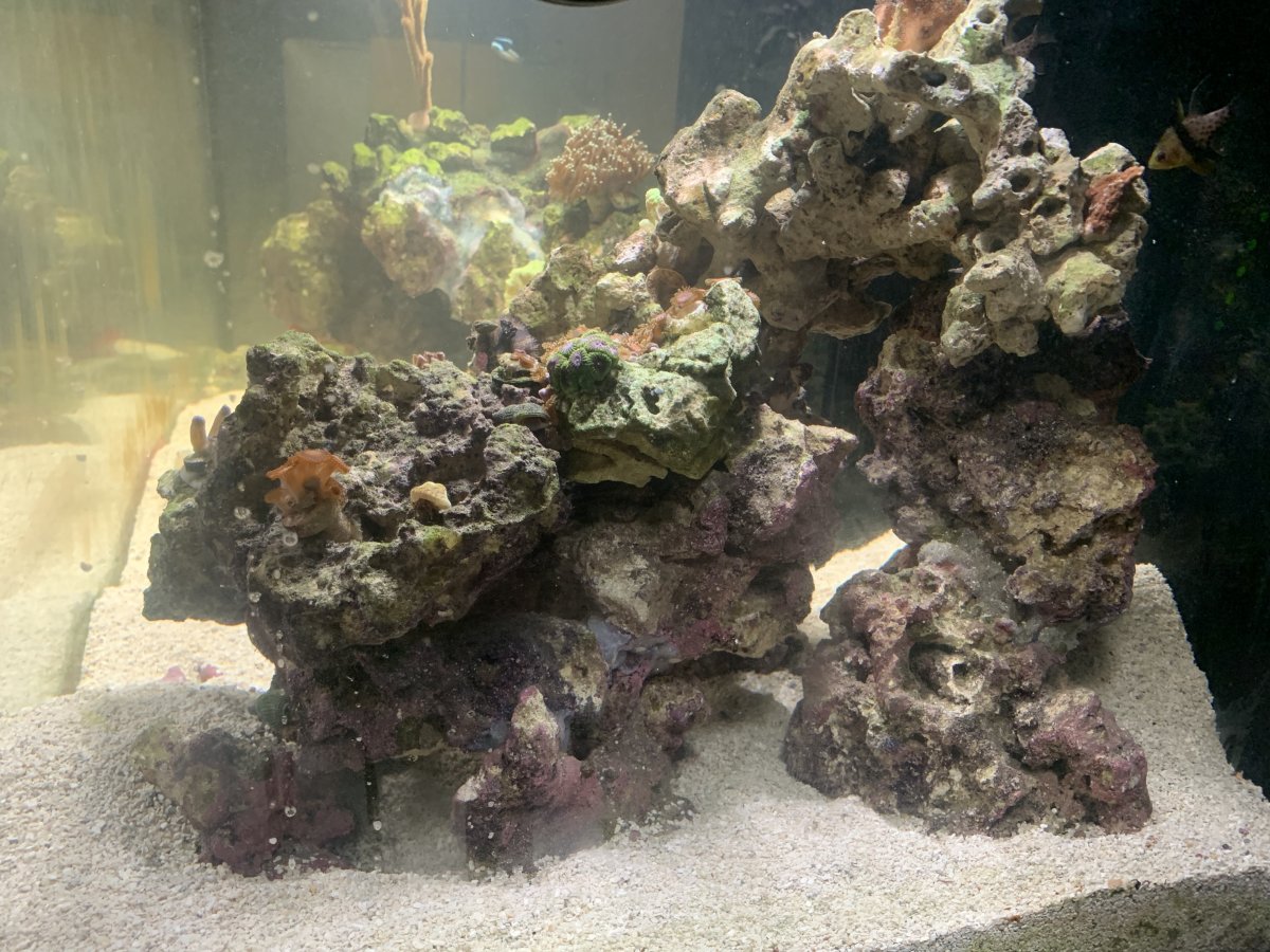 Raise base rock | Reef2Reef