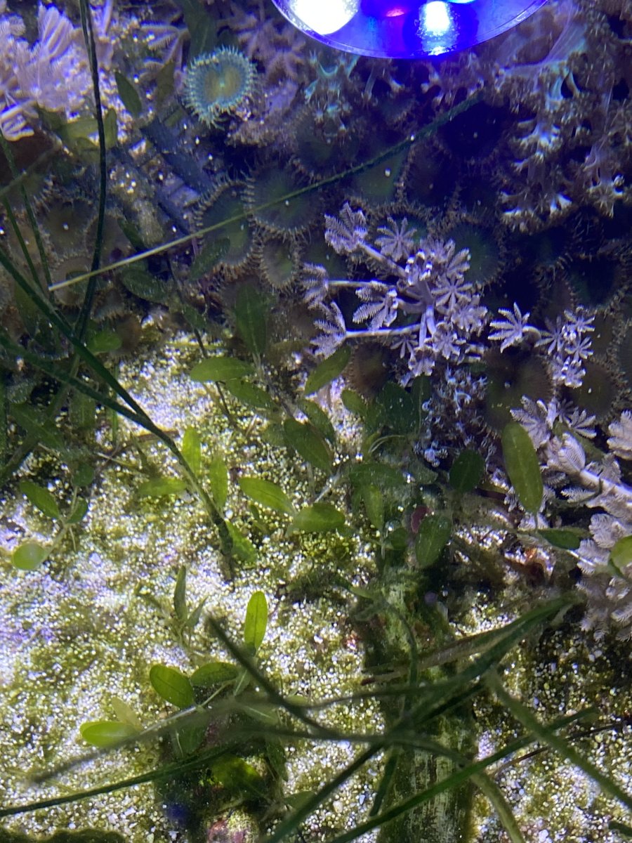 Florida - Live Goods - SOLD - Sea grass aquarium (10 gallon) (whole ...