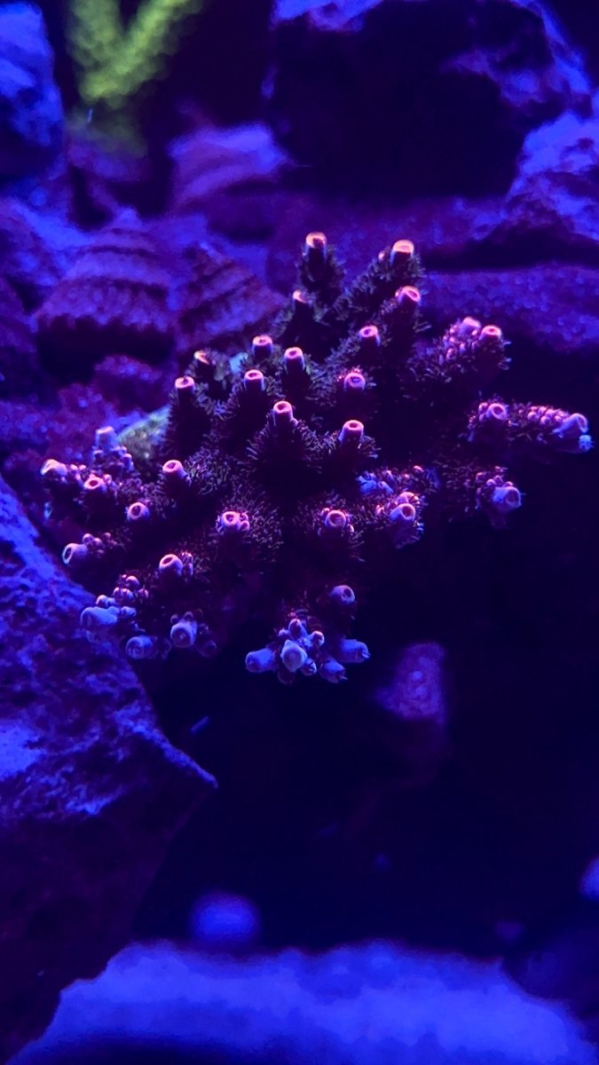 Modern Reef (Now in the U.S.) — Where Coral Farming Expertise Meets ...