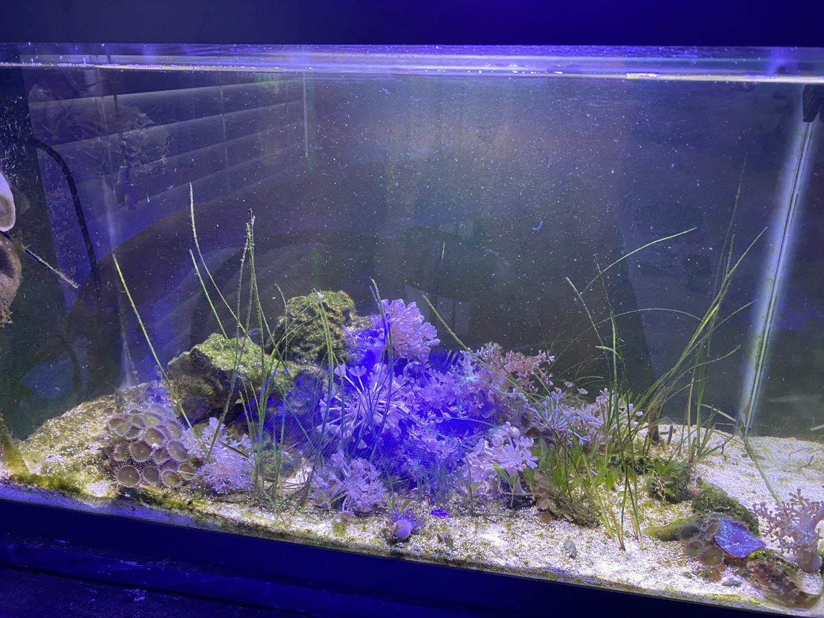 Florida - Live Goods - SOLD - Sea grass aquarium (10 gallon) (whole ...