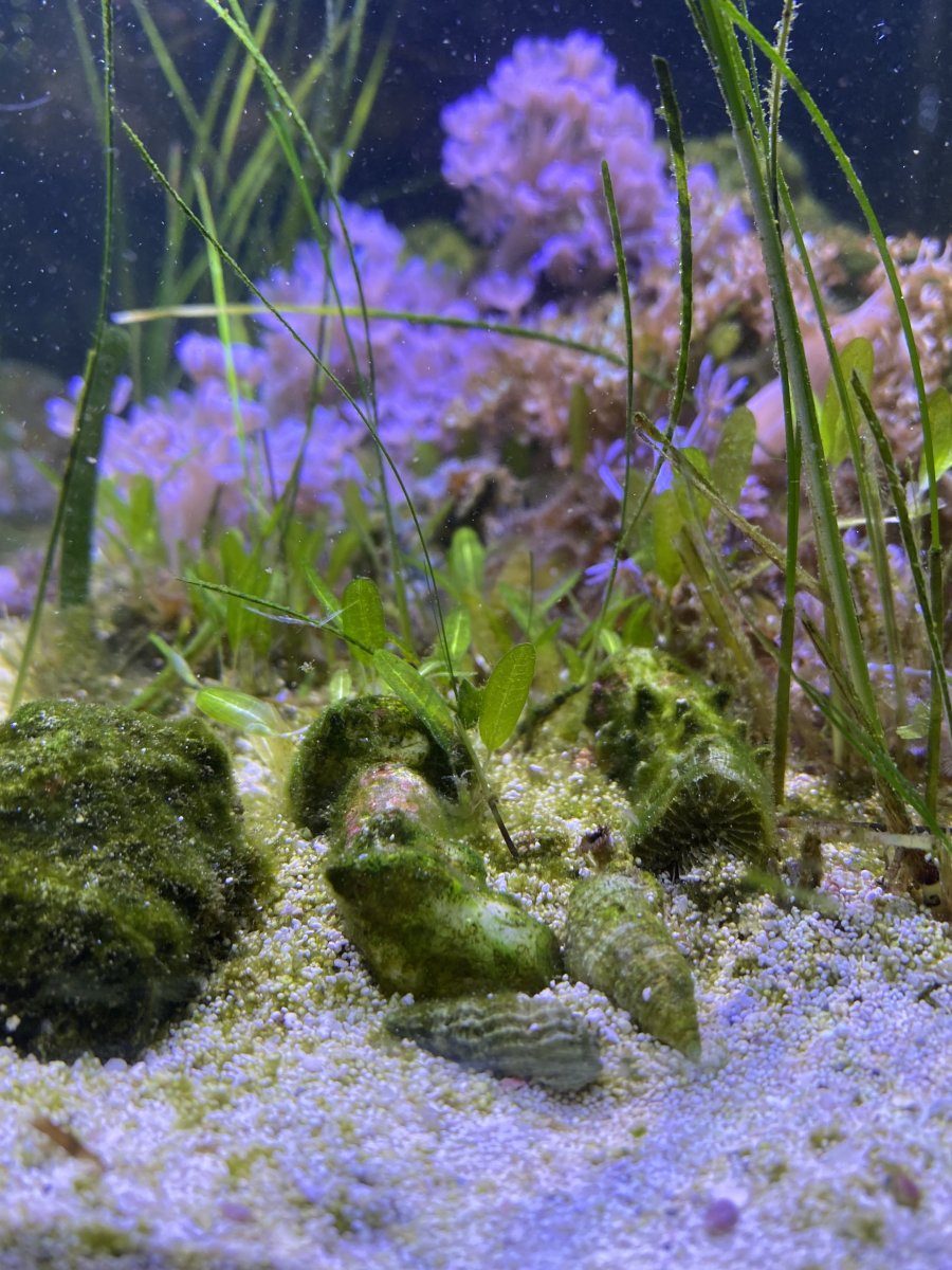 Florida - Live Goods - SOLD - Sea grass aquarium (10 gallon) (whole ...