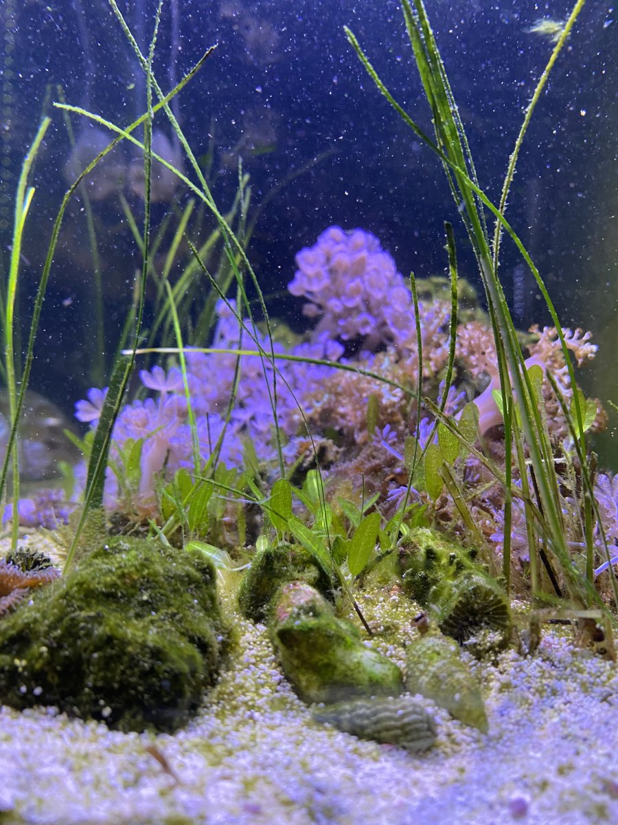 Florida - Live Goods - SOLD - Sea grass aquarium (10 gallon) (whole ...