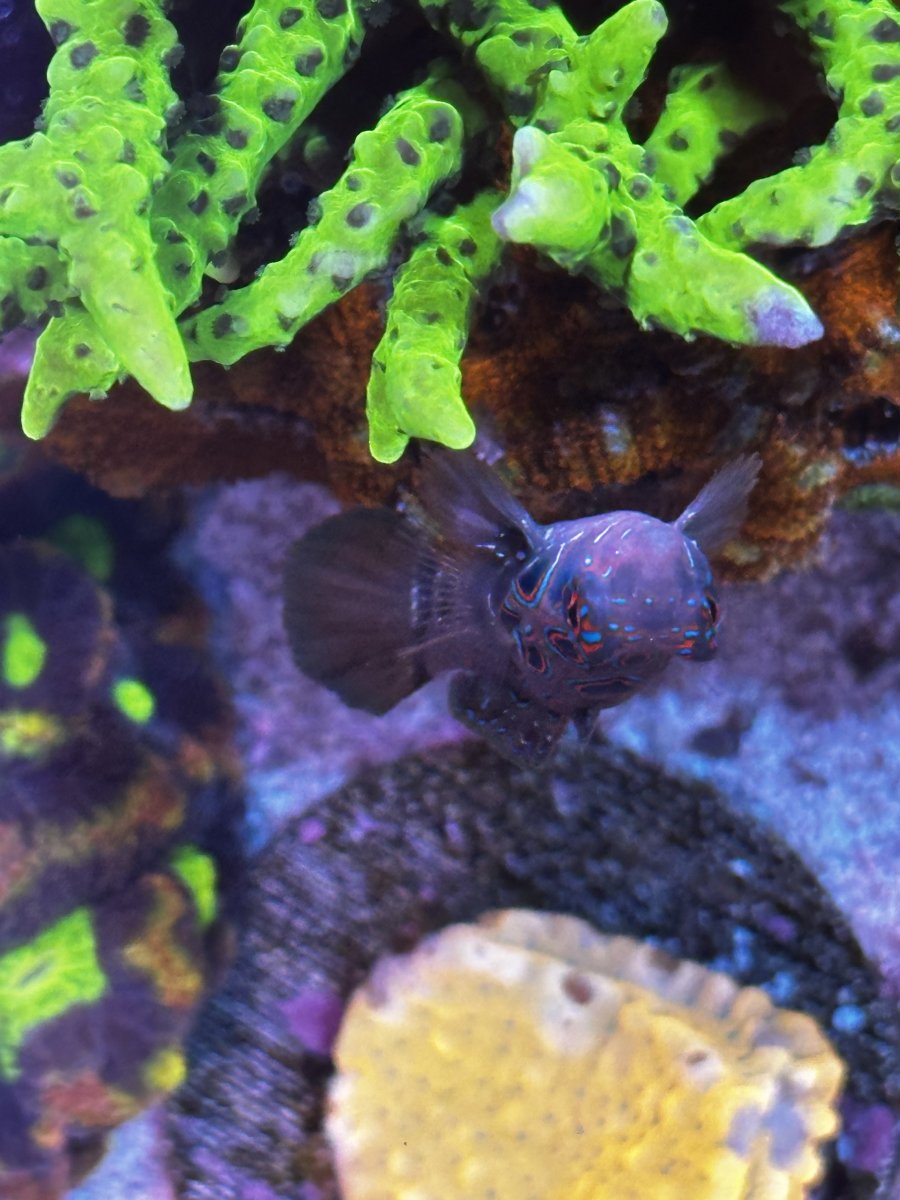 Spotted Mandarin Fish Pics | Reef2Reef